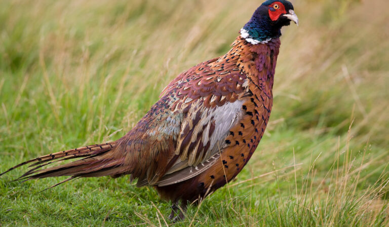 Ultimate Guide to Raising Pheasants - Farmhouse Guide