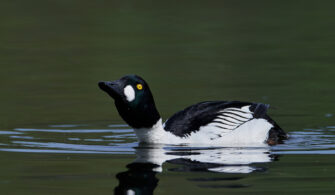 23 Rare Duck Breeds - Farmhouse Guide