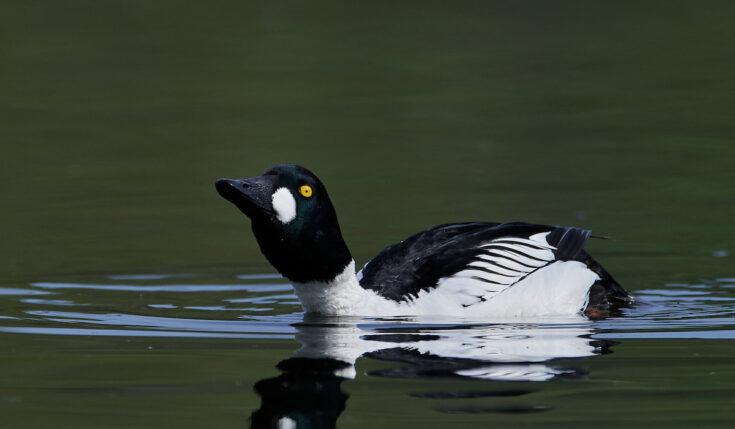 23 Rare Duck Breeds - Farmhouse Guide