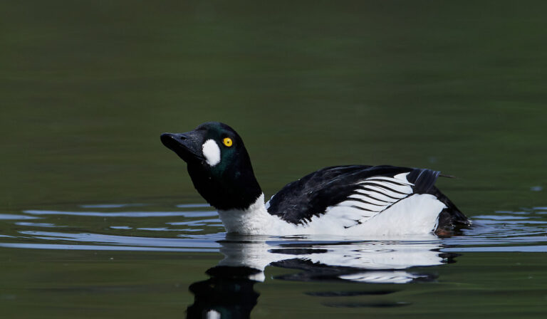 23 Rare Duck Breeds - Farmhouse Guide