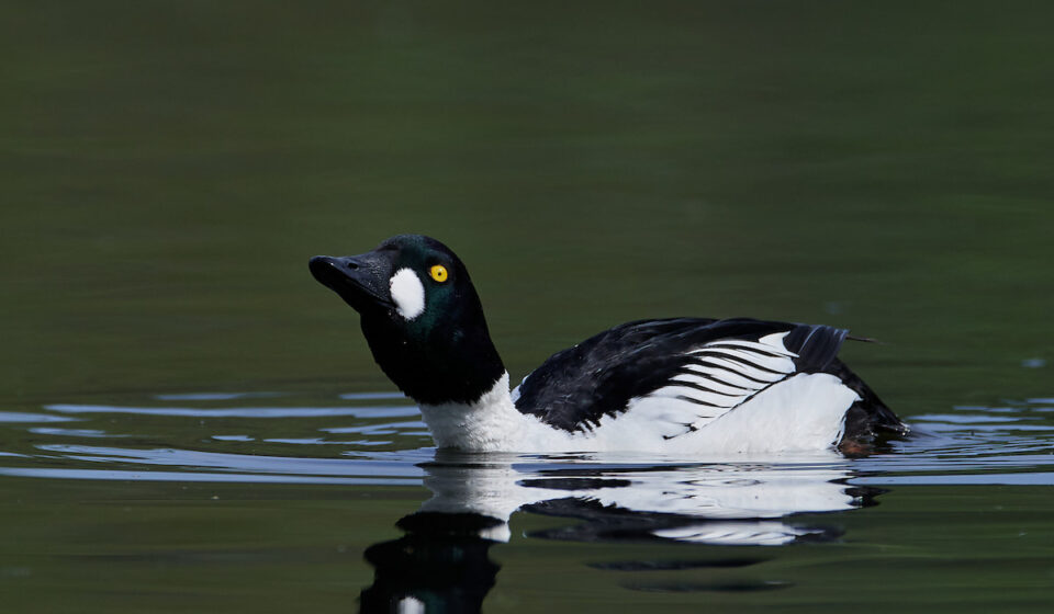 23 Rare Duck Breeds - Farmhouse Guide