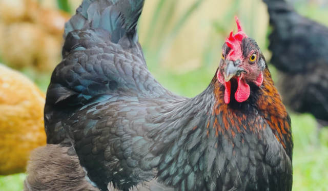 11 Blue Chicken Breeds - Farmhouse Guide