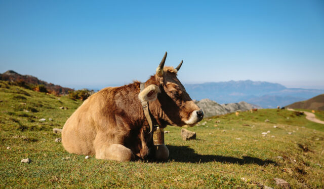 Do Cows Like Music? Here's What We Know - Farmhouse Guide