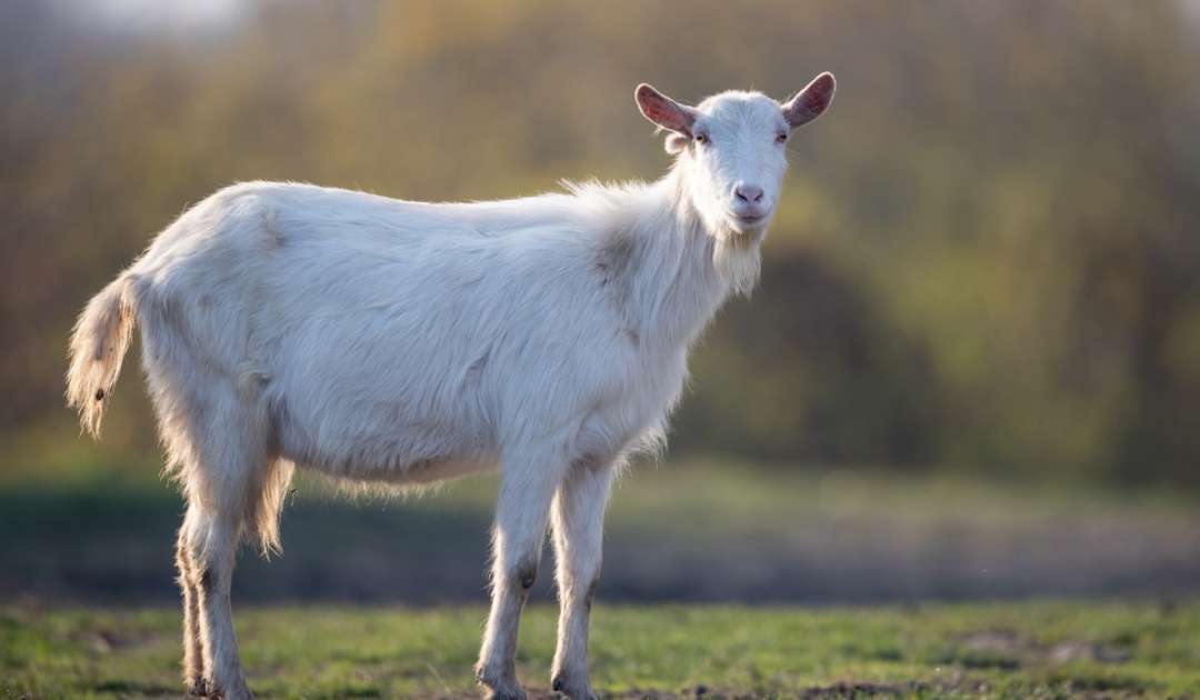 White Goat Breeds - Farmhouse Guide