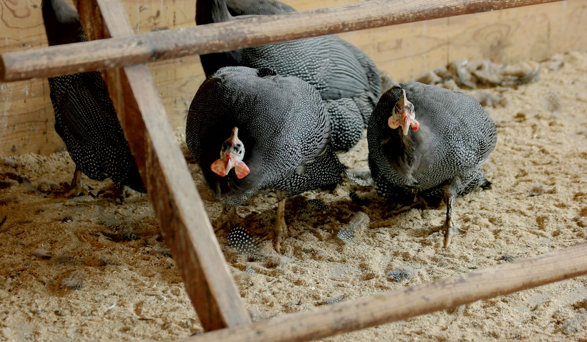 Ultimate Guide to Raising Pheasants - Farmhouse Guide