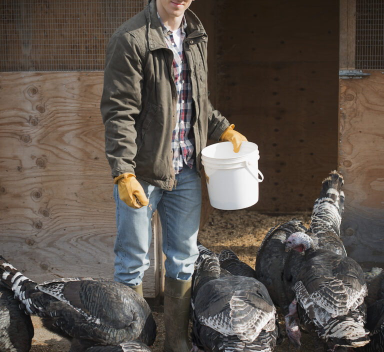 Ultimate Guide to Raising Turkeys - Farmhouse Guide