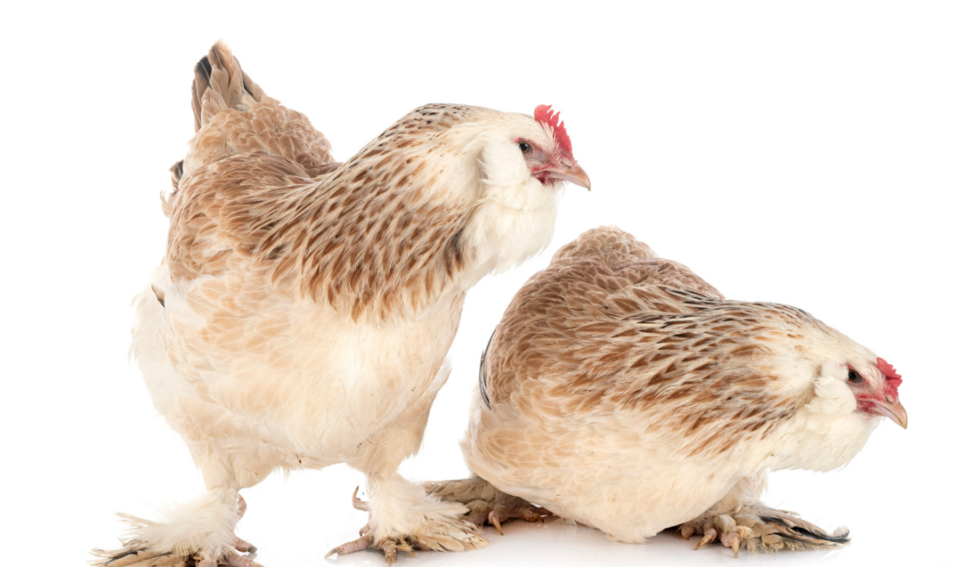 Grey chicken breeds - Farmhouse Guide