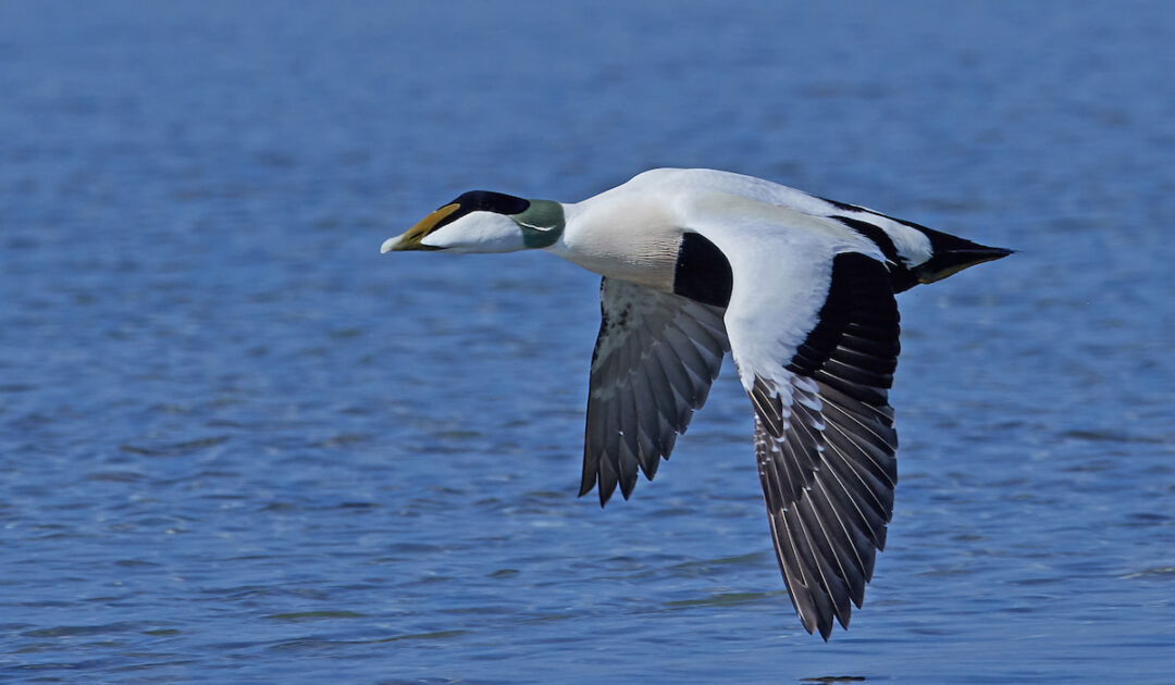 23 Rare Duck Breeds - Farmhouse Guide