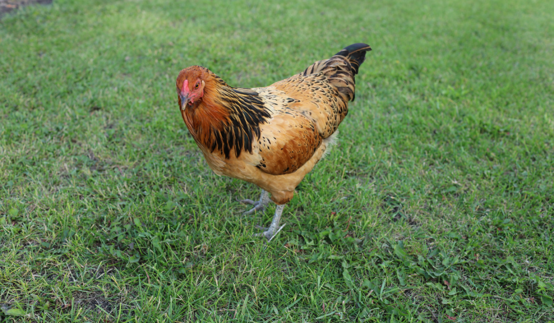 9 Best Chicken Breeds For Hot Climates - Farmhouse Guide