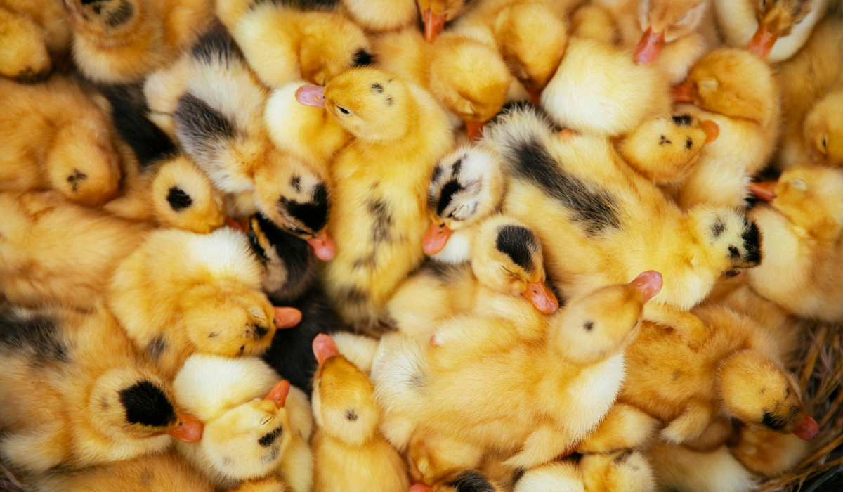 15 Must-have Items for Raising Ducklings - Farmhouse Guide