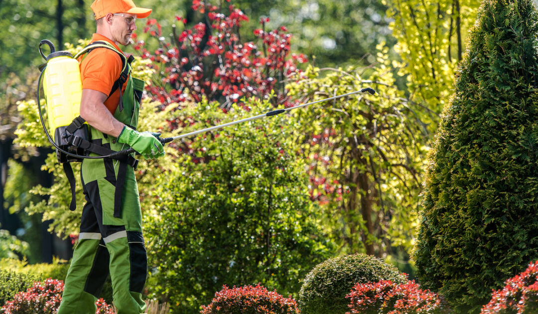 Can Duck Manure Be Used as Fertilizer? - Farmhouse Guide