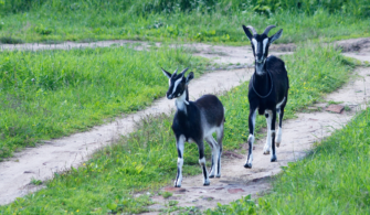 Black and White Goat Breeds - Farmhouse Guide