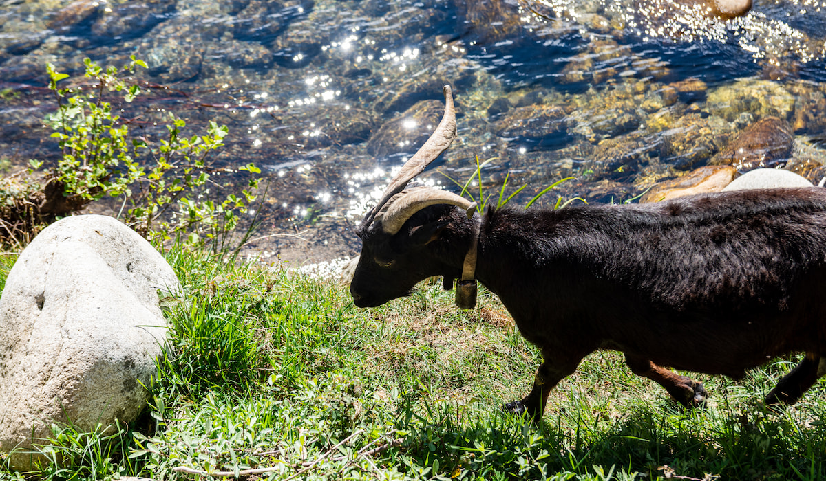 6 Tips for Providing Water to Your Goats - Farmhouse Guide