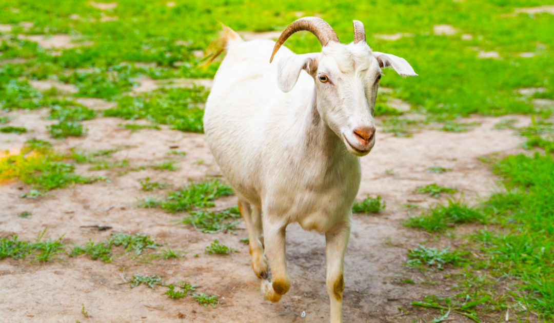 White Goat Breeds - Farmhouse Guide