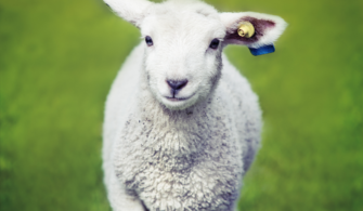 How Do Sheep Show Affection? - Farmhouse Guide