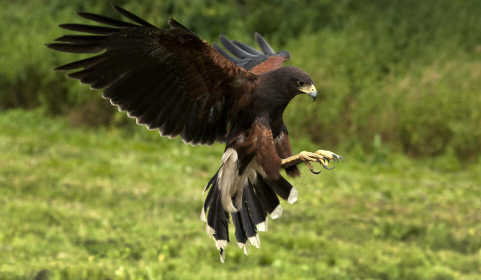 Can a Hawk Pick Up a Chicken? - Farmhouse Guide