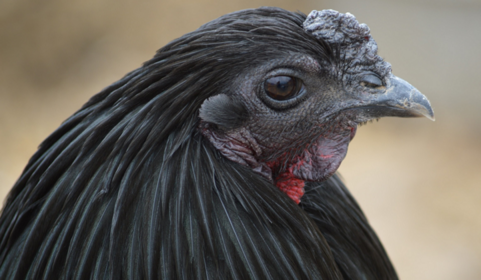 11 Black Chicken Breeds - Farmhouse Guide