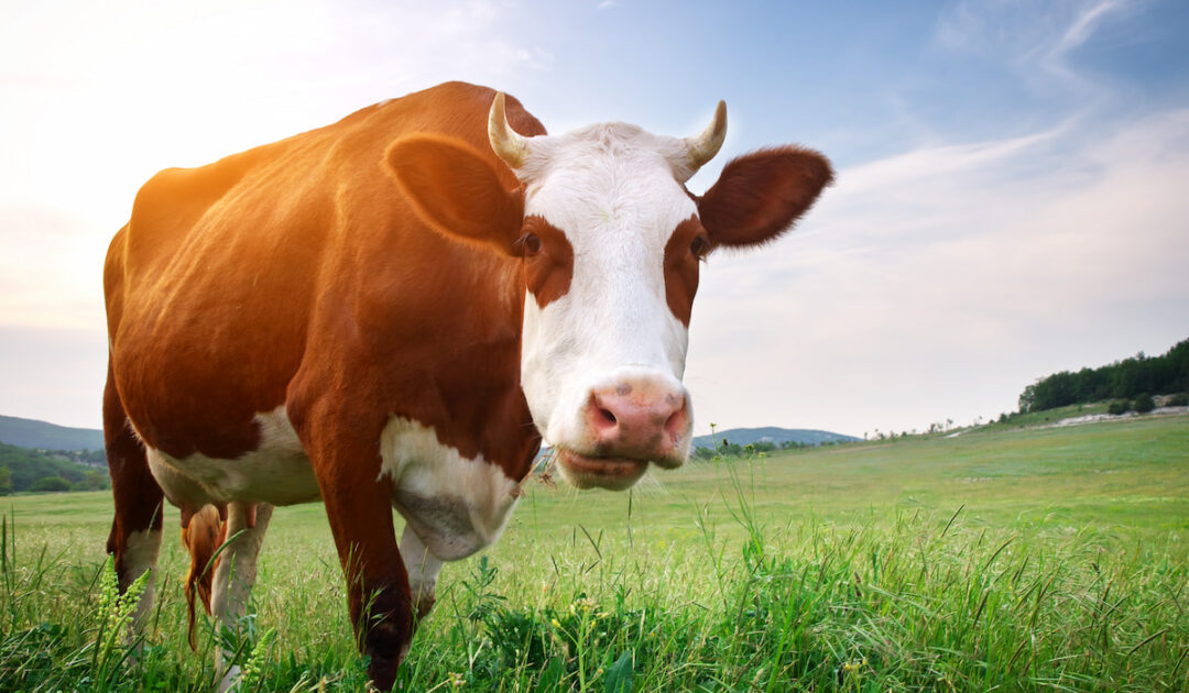 7 Red and White Cow Breeds - Farmhouse Guide