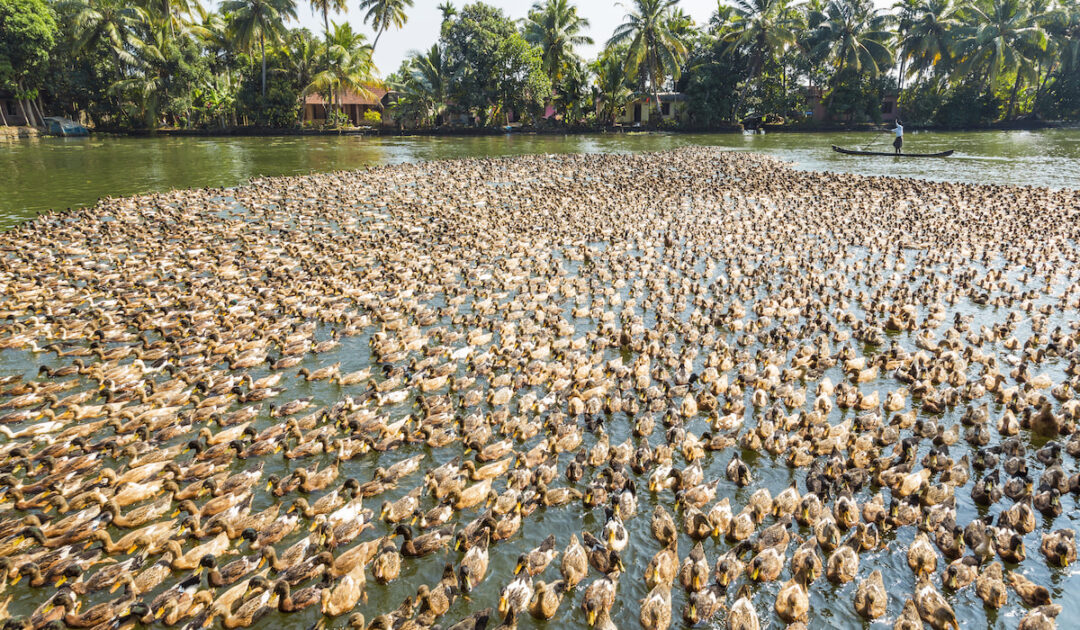 How Many Ducks Can You Have Per Acre? Space Requirements - Farmhouse Guide