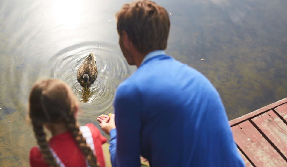 Are Your Ducks Afraid Of You? Here's What to Do - Farmhouse Guide