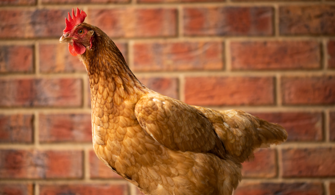 Brown Chicken Breeds - Farmhouse Guide