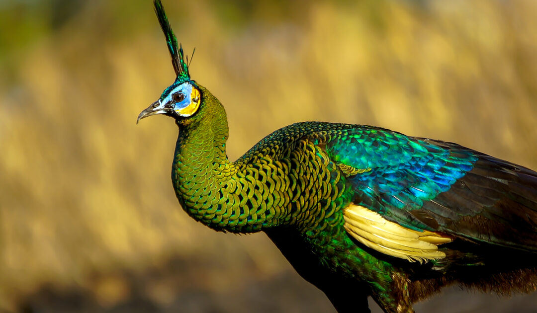 How Much Does A Peacock Cost (and Where to Get Them) - Farmhouse Guide