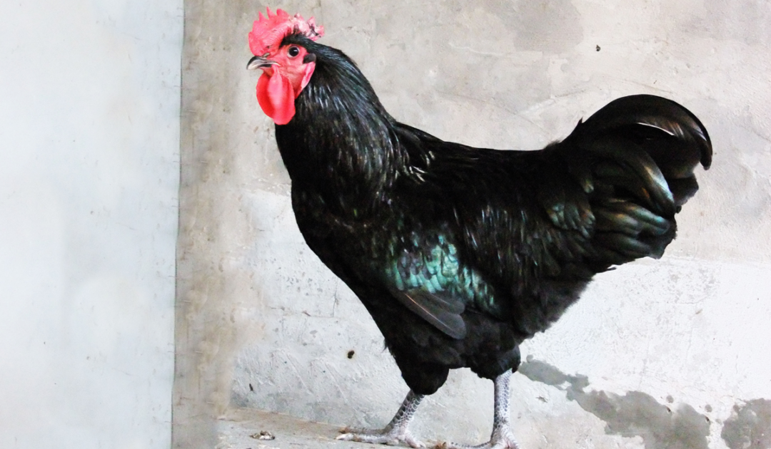 11 Black Chicken Breeds - Farmhouse Guide