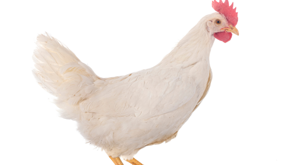 Grey chicken breeds - Farmhouse Guide