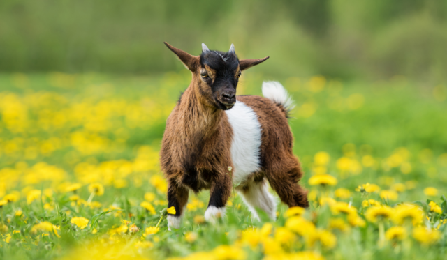Brown Goat Breeds - Farmhouse Guide