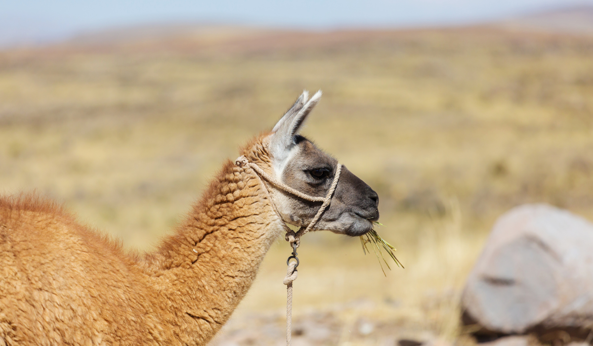 What Fruits Can Llamas Eat? - Farmhouse Guide