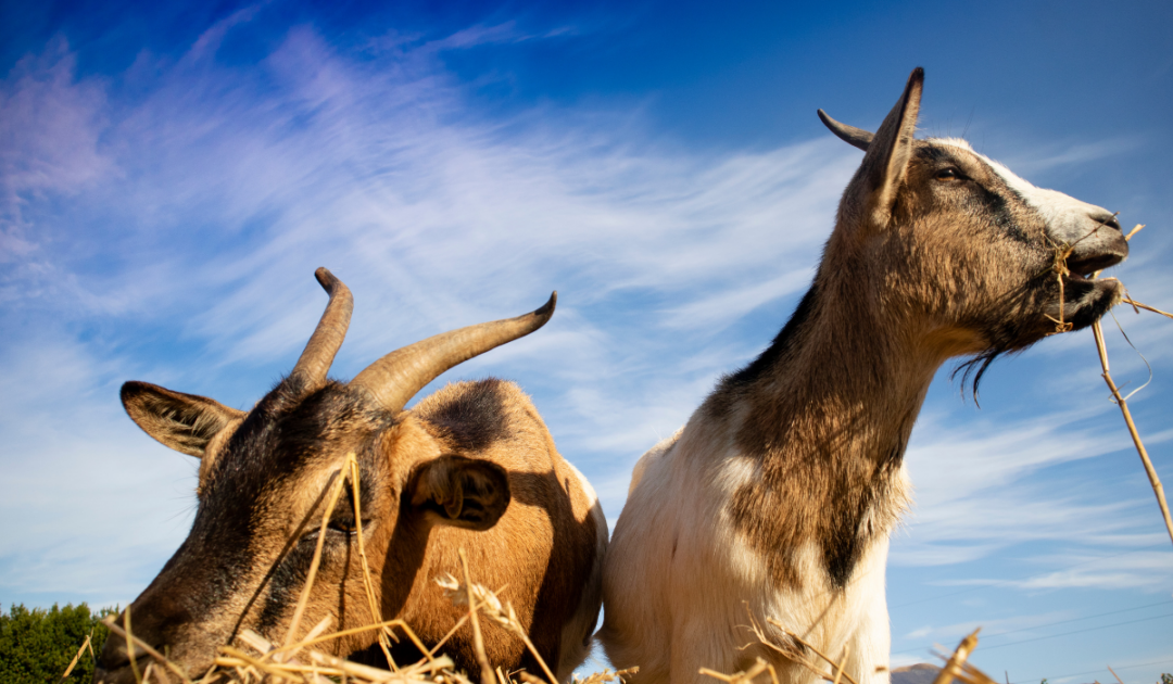 What To Feed Goats to Gain Weight? - Farmhouse Guide