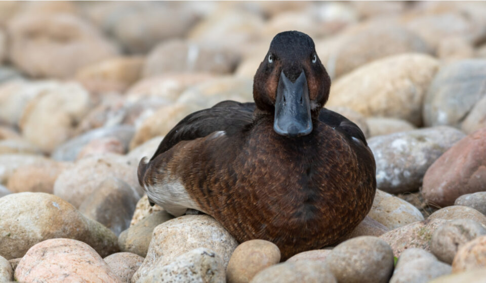 23 Rare Duck Breeds - Farmhouse Guide