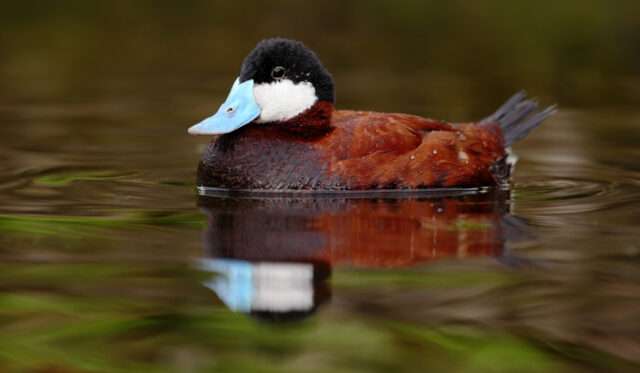 23 Rare Duck Breeds - Farmhouse Guide