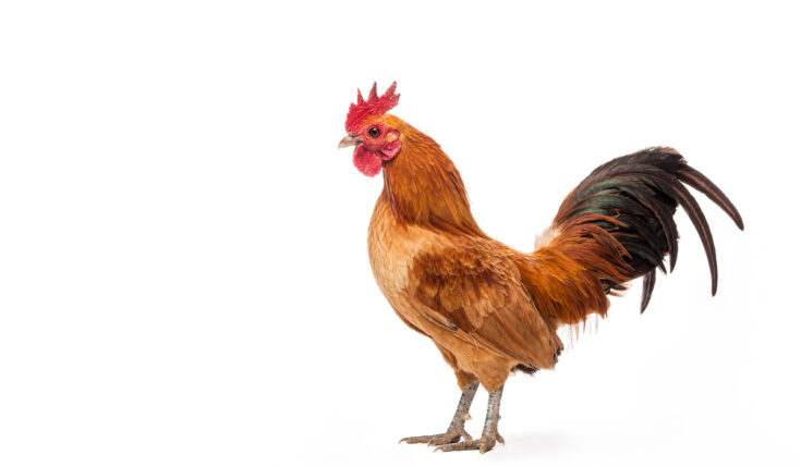 14 Gorgeous Red Chicken Breeds - Farmhouse Guide