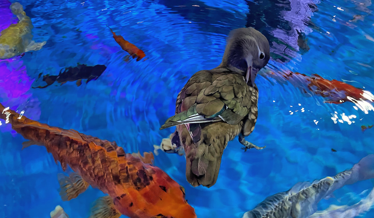 How to Keep a Duck Pond Clean: 10+ Tips and Tricks - Farmhouse Guide