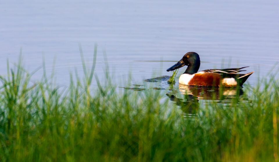 8 Most Beautiful Ducks - Farmhouse Guide