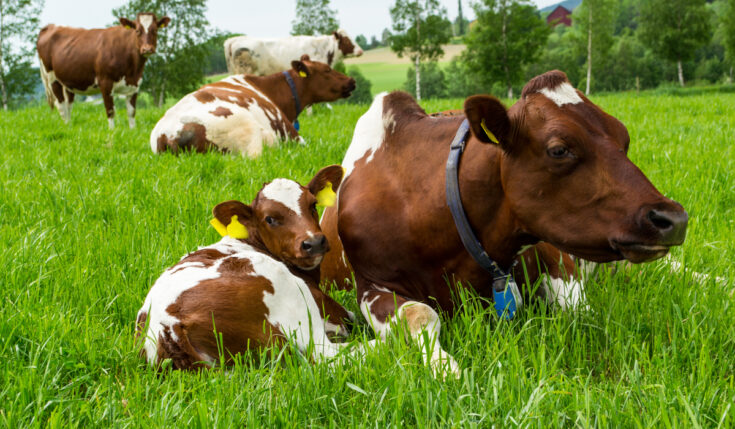 9 Red Cow Breeds - Farmhouse Guide