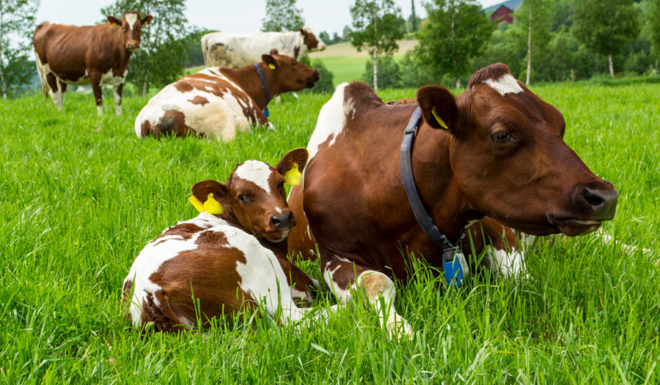 9 Red Cow Breeds - Farmhouse Guide