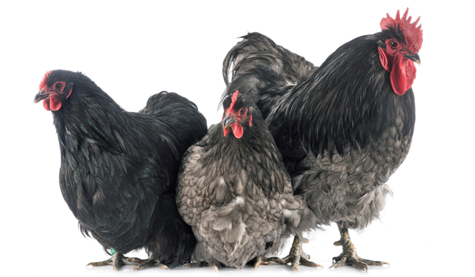 9 Best Chickens For Cold Climates - Farmhouse Guide