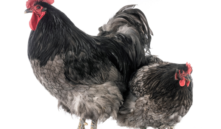 Grey chicken breeds - Farmhouse Guide