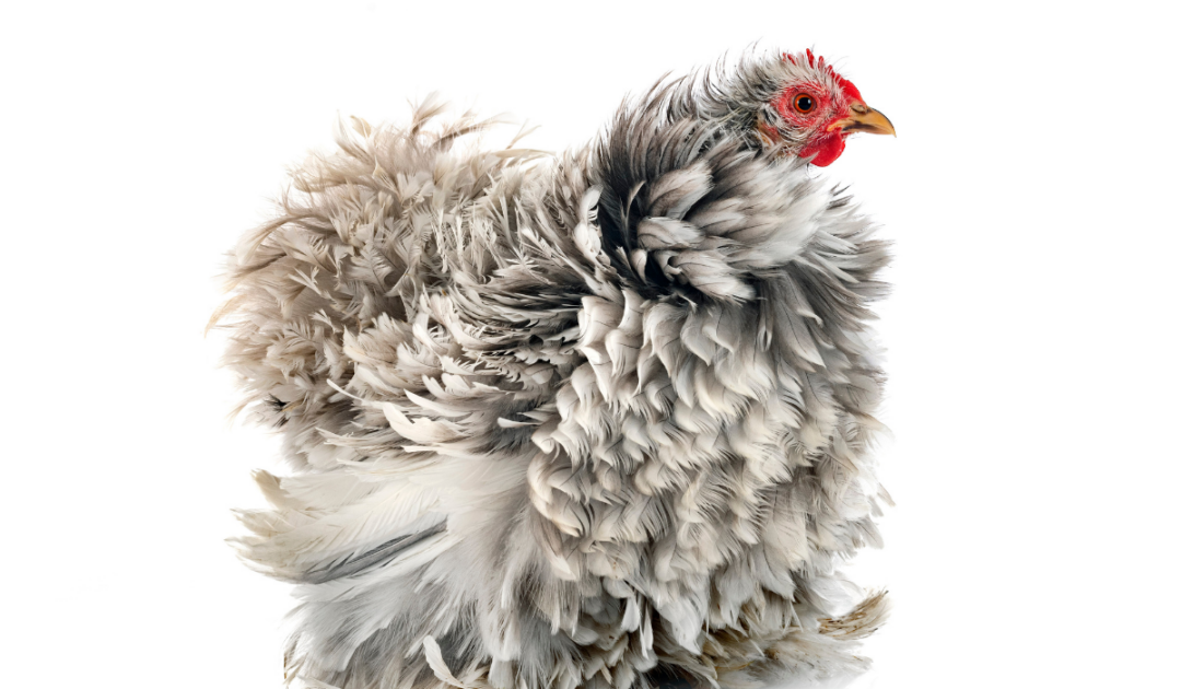 Grey chicken breeds - Farmhouse Guide