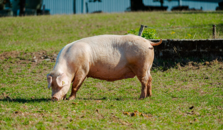 Do Pigs Eat Grass? - Farmhouse Guide