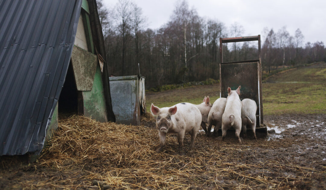 Ultimate Guide to Raising Pigs On a Farm - Farmhouse Guide