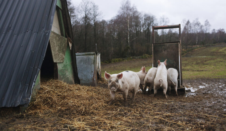Ultimate Guide to Raising Pigs On a Farm - Farmhouse Guide