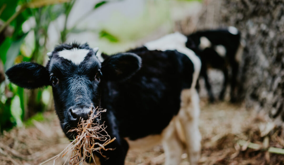 Do Cows Get Along With Goats? What You Need to Know - Farmhouse Guide