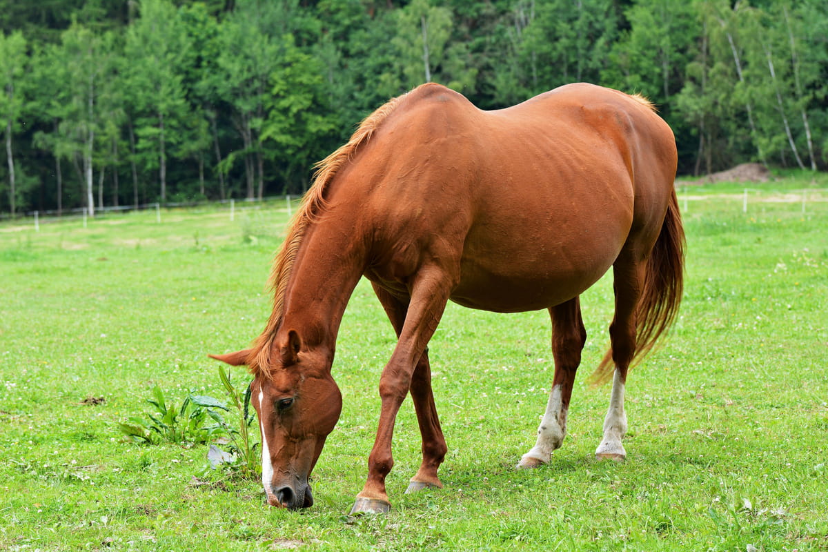 11 Signs a Horse is Pregnant - Farmhouse Guide