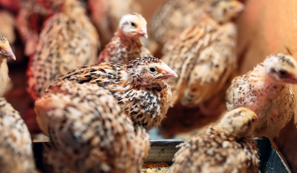 Are Quails Noisy? - Farmhouse Guide