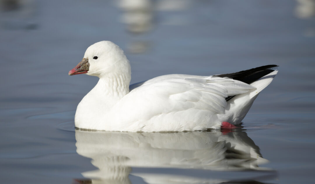 White Geese Breeds - Farmhouse Guide