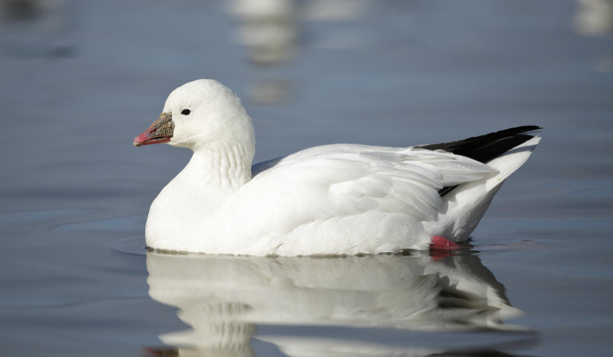 White Geese Breeds - Farmhouse Guide