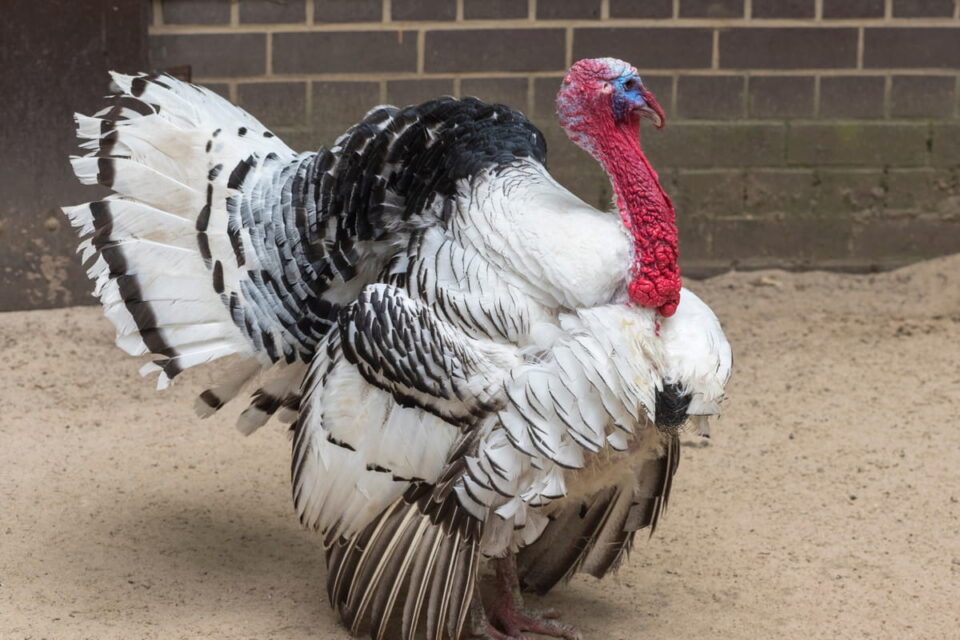 10 Heirloom Turkey Breeds - Farmhouse Guide